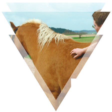 Pferdewaage - BodyConditonScore (BCS) beim Pferd