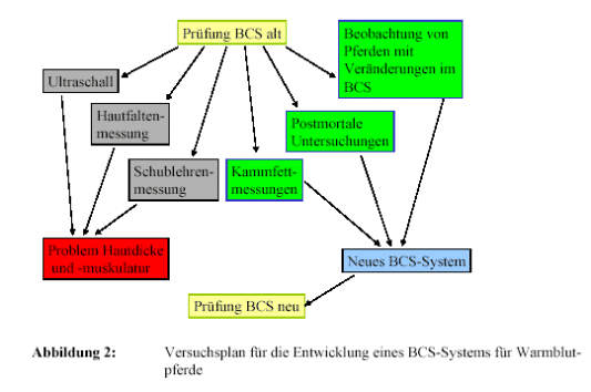 BodyConditonScore (BCS) beim Pferd